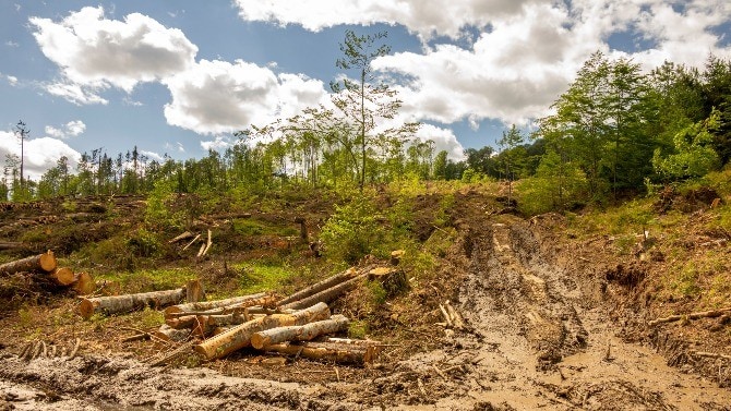 Sustainability regulatory landscape